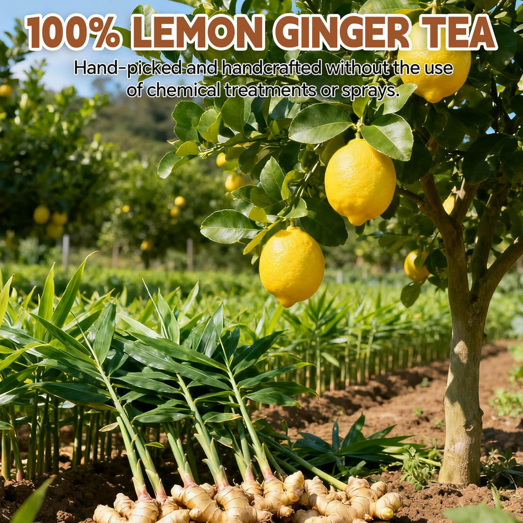 lemon ginger tea bags for morning wellness