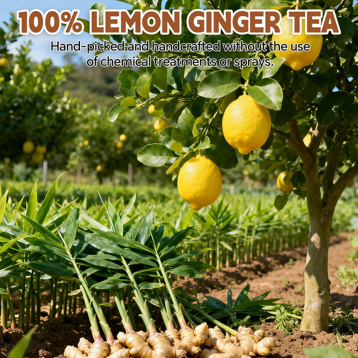 lemon ginger tea bags for morning wellness