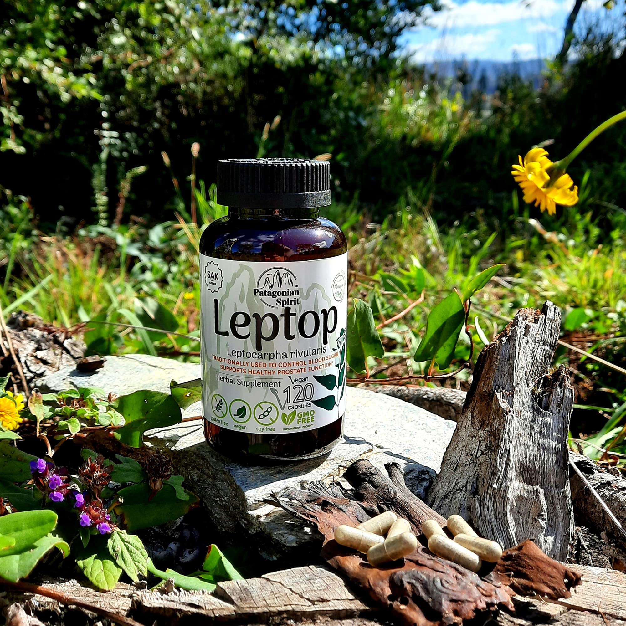 Leptocarpha capsules for immune support