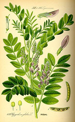 licorice root tea for wellness