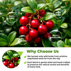 lingonberries tea for a refreshing brew