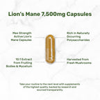 lion's mane capsules for mental clarity