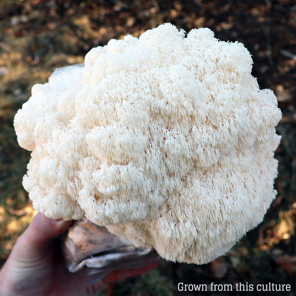 lion's mane for cognitive support
