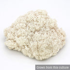 lion's mane for enhanced focus