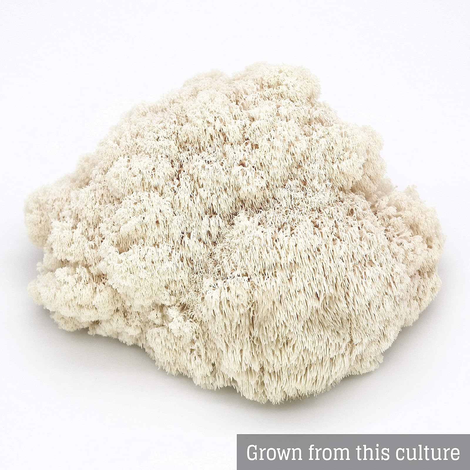 lion's mane for enhanced focus