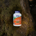 lion's mane for overall wellness