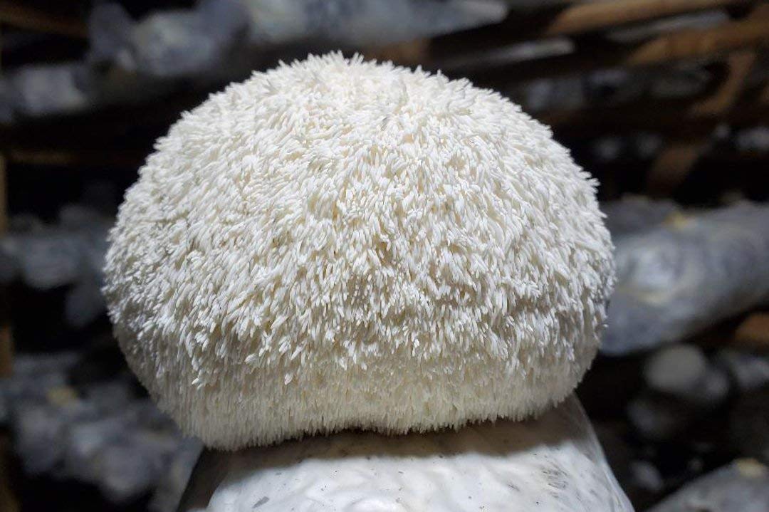 Lion's Mane for stress relief