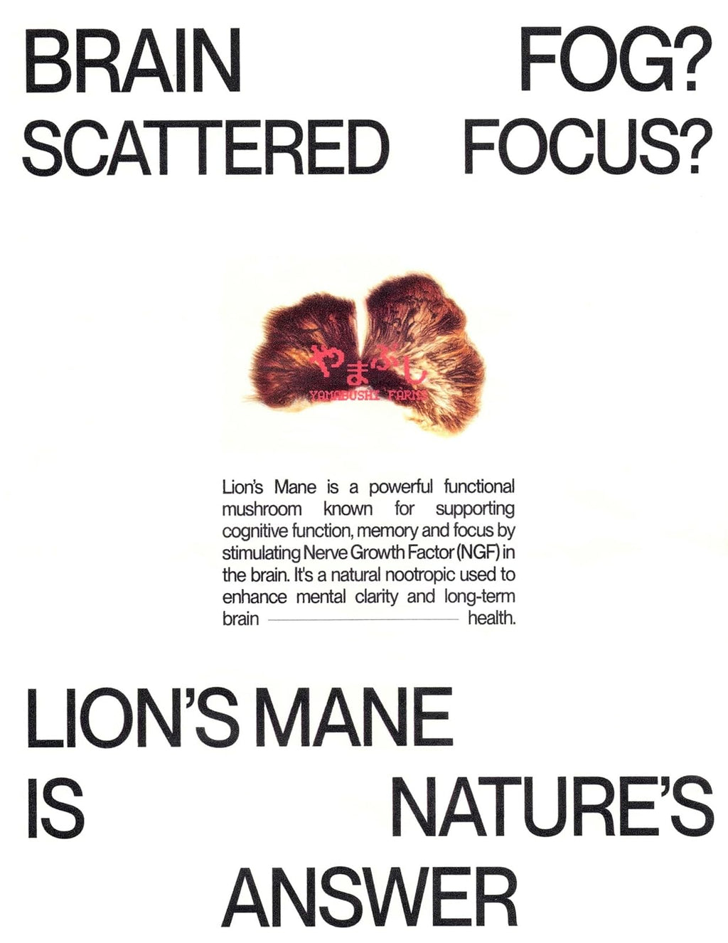 Lion's Mane for stress relief
