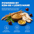 Lion's Mane gummies for cognitive health