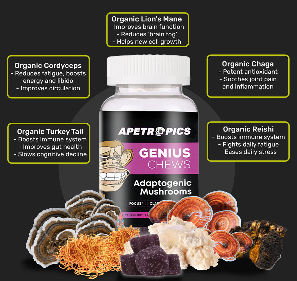 Lion’s Mane mushroom benefits