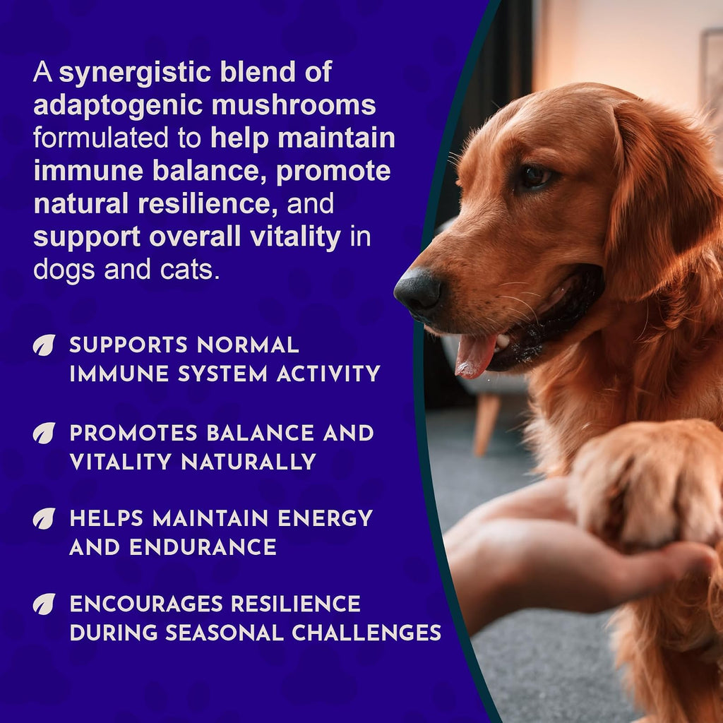 lion's mane mushroom cognitive support