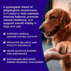 lion's mane mushroom cognitive support