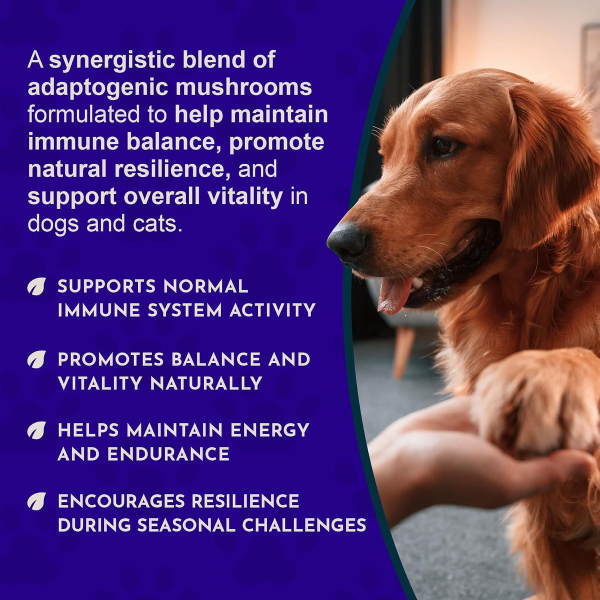 lion's mane mushroom cognitive support