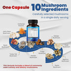Lion's Mane mushroom complex benefits