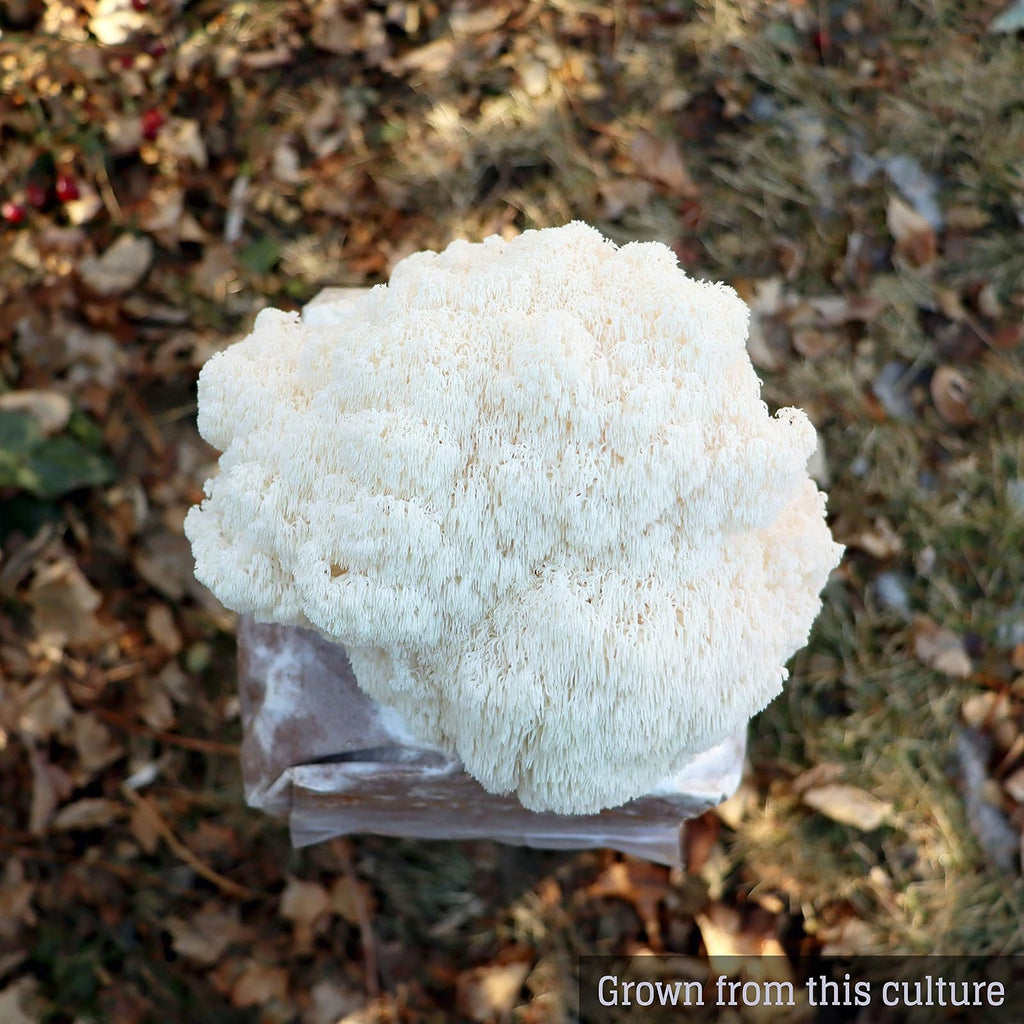 lion's mane mushroom cultivation supplies