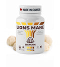 lion's mane mushroom extract capsules