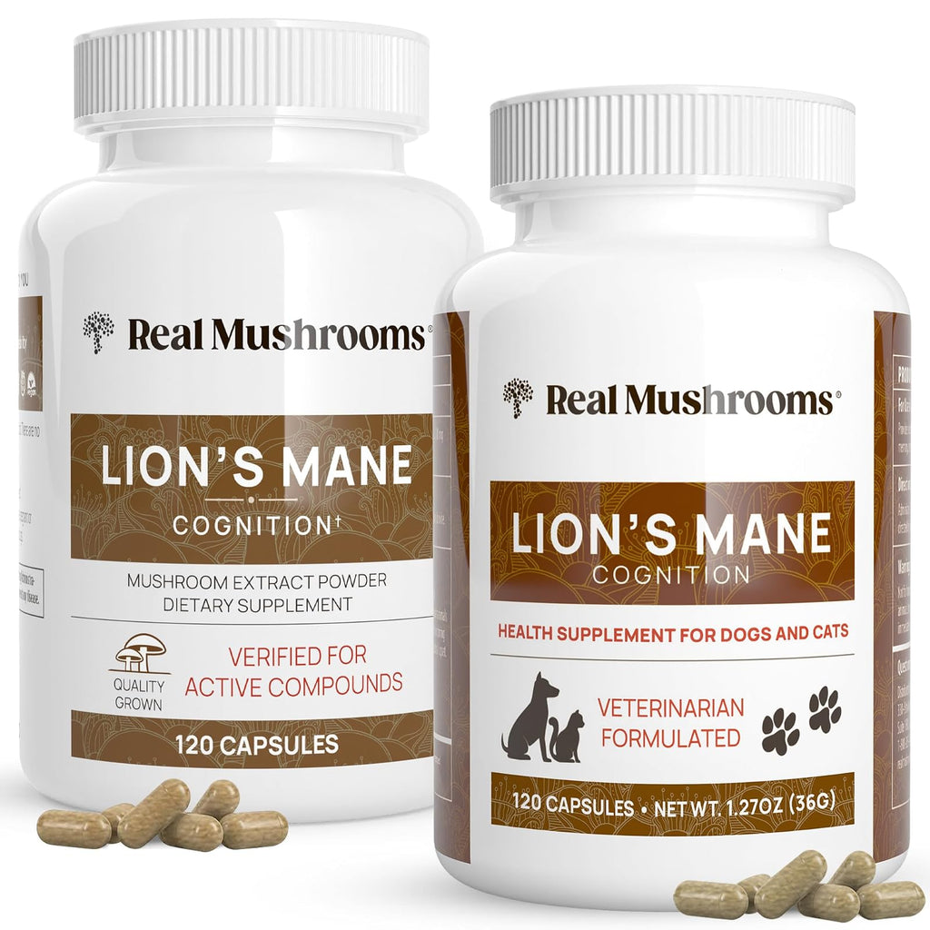 Lion's Mane mushroom extract capsules