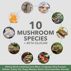 lion's mane mushroom for cognitive support