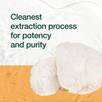 lion's mane mushroom immune support