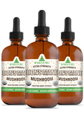 Lion's Mane mushroom tincture for immunity
