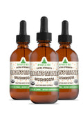 Lion's Mane mushroom tincture for immunity