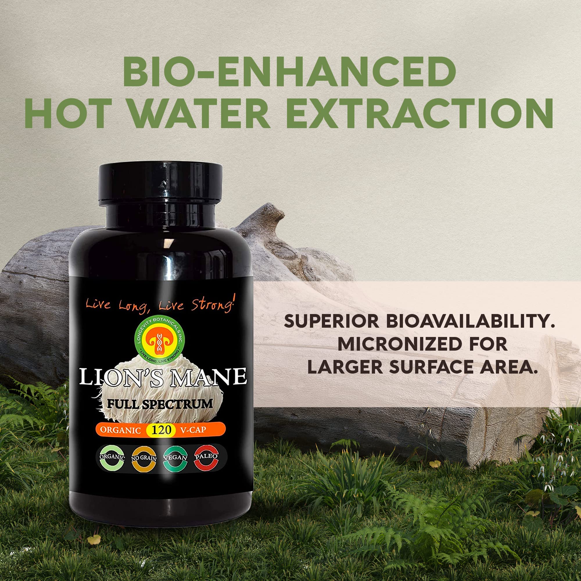 lion's mane mushrooms for cognitive function