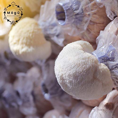 Lion's Mane mushrooms for energy boost