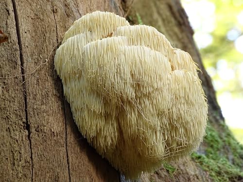 Lion's mane mushrooms for enhancing flavour in dishes