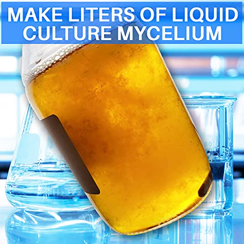 lions mane mushroom culture for vitality