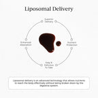 liposomal elderberry for better absorption