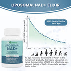 Liposomal NAD+ for enhanced nutrient absorption