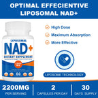 liposomal nad+ for optimal absorption