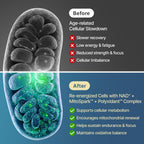 liposomal NMN for cellular health
