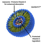 liposomal vitamin c for absorption