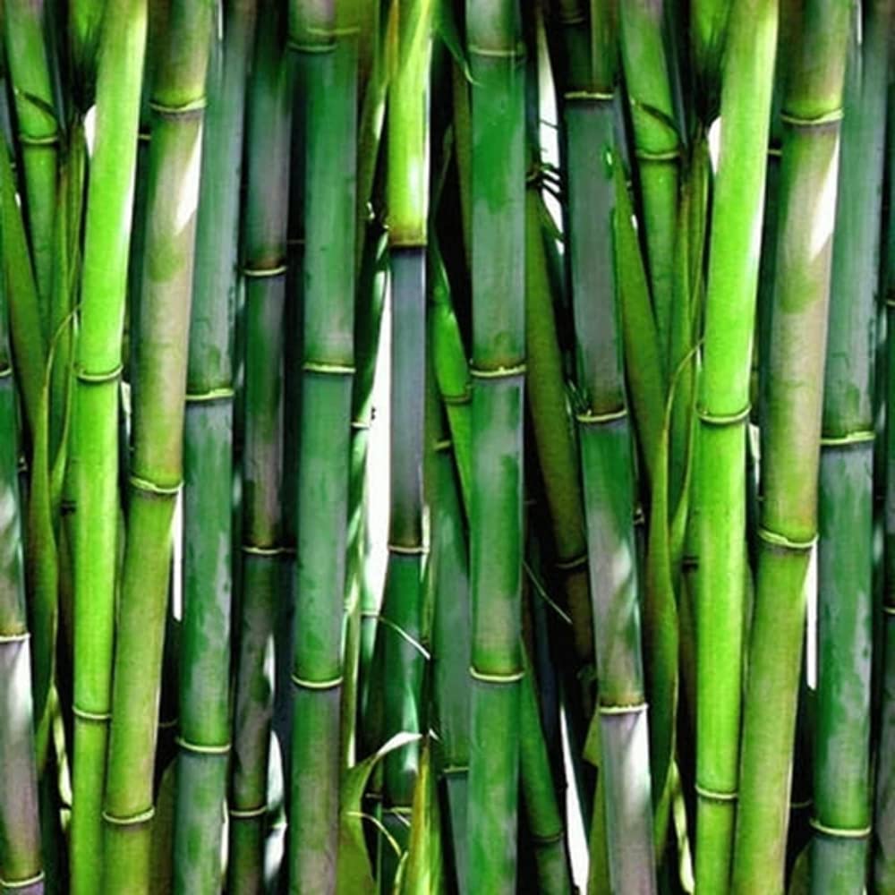 Liquid Bamboo Extract for wellness
