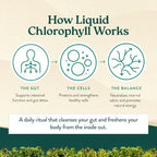 Liquid chlorophyll for daily wellness