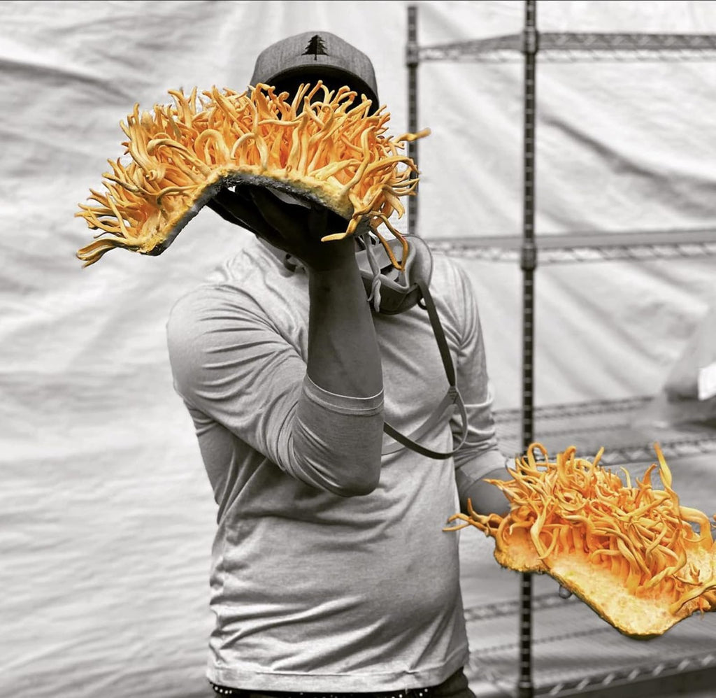 liquid cordyceps for vitality