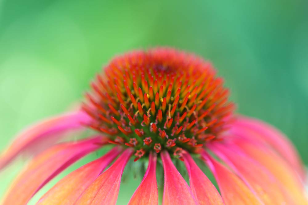liquid echinacea for immune strength