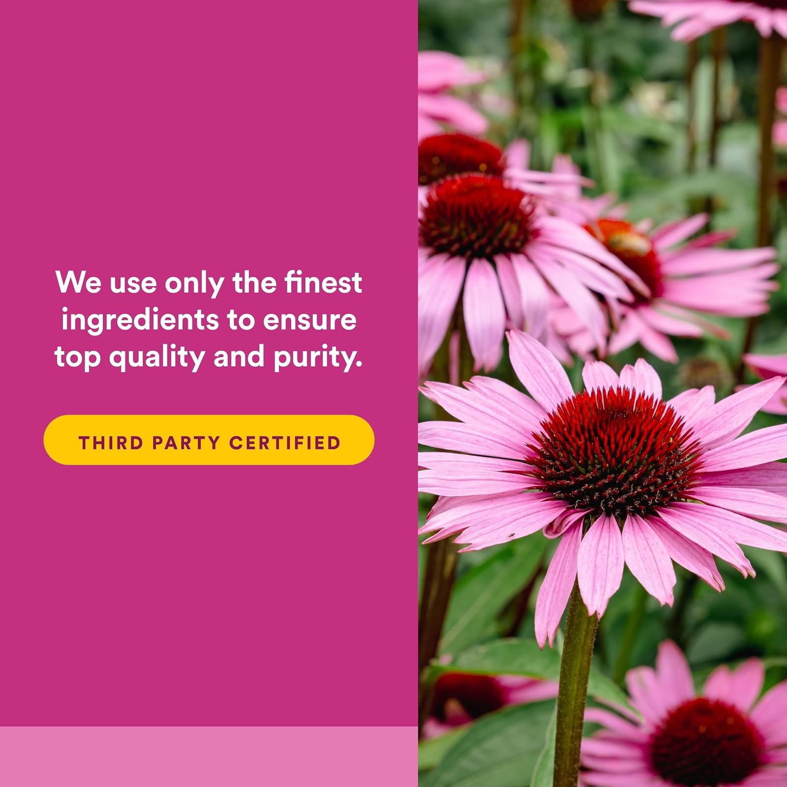Liquid echinacea with added vitamin C