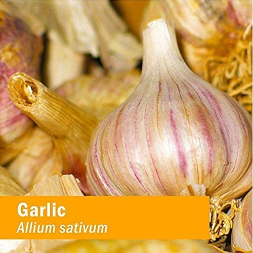 liquid garlic for healthy lifestyle