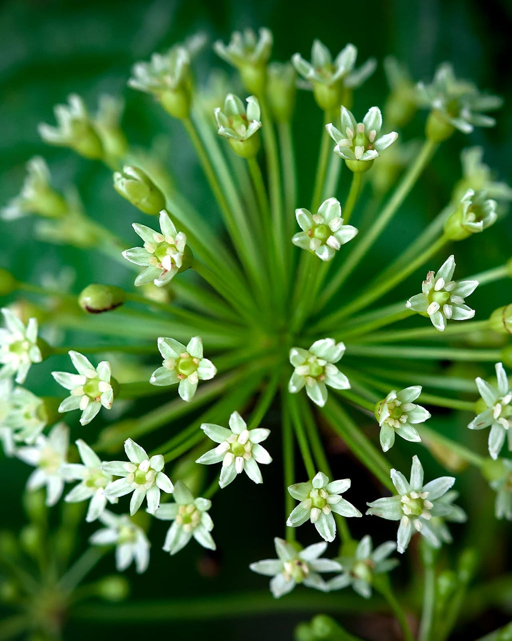 liquid glycerite for immune support