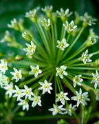 liquid glycerite for immune support