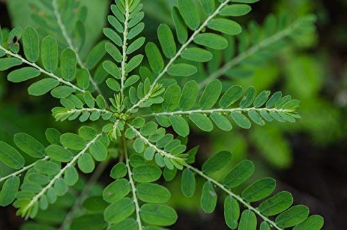 liquid herbal extract benefits