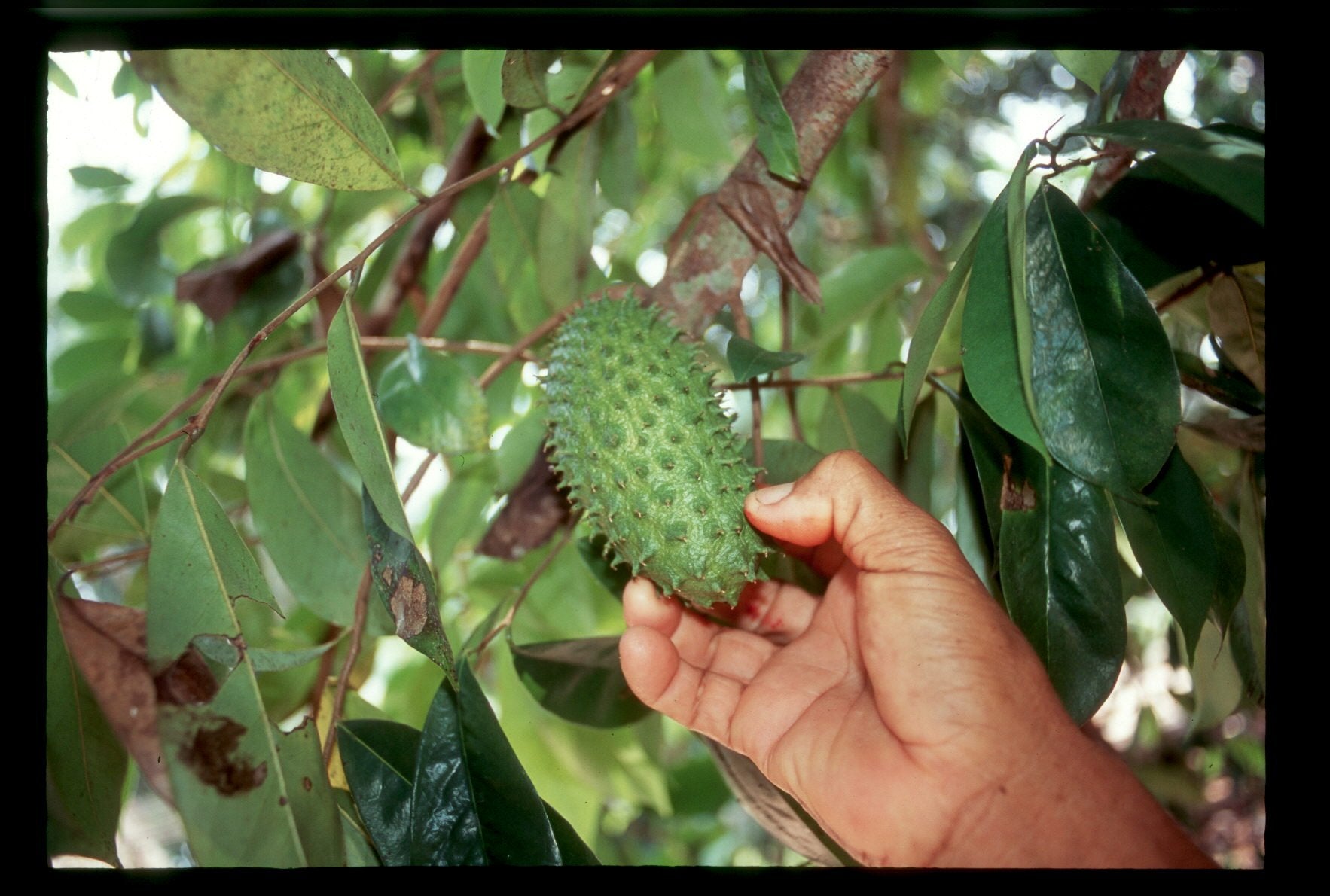 liquid herbal extract for daily use