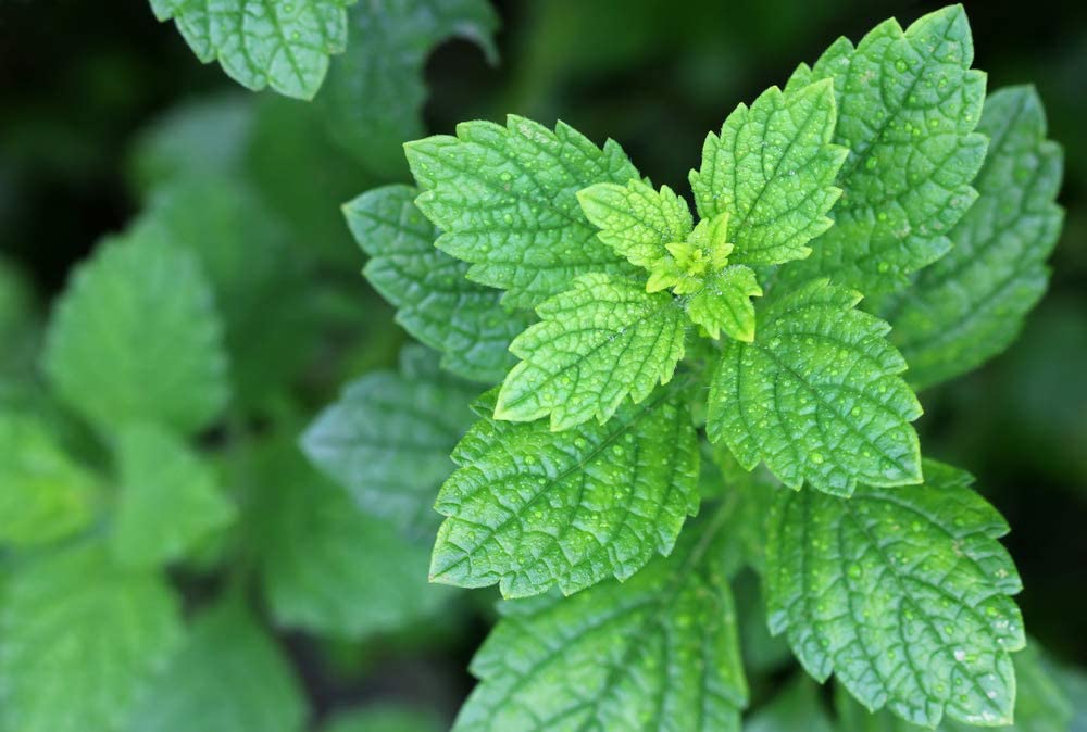 liquid herbal vitamins for calm