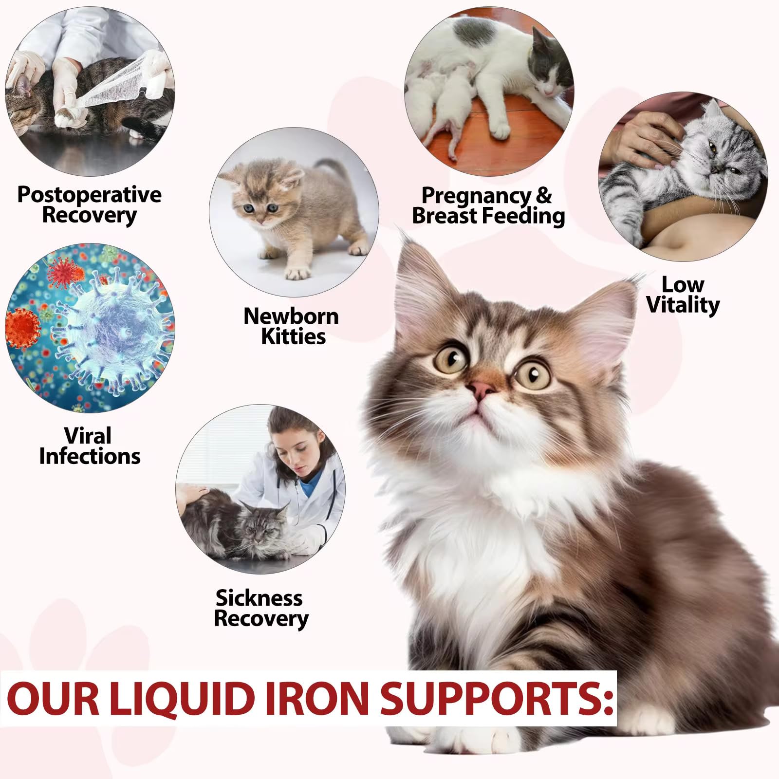 liquid iron for feline anemia support