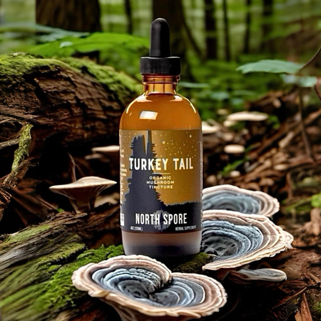 Liquid mushroom extract for holistic health