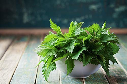 liquid nettle for urinary health