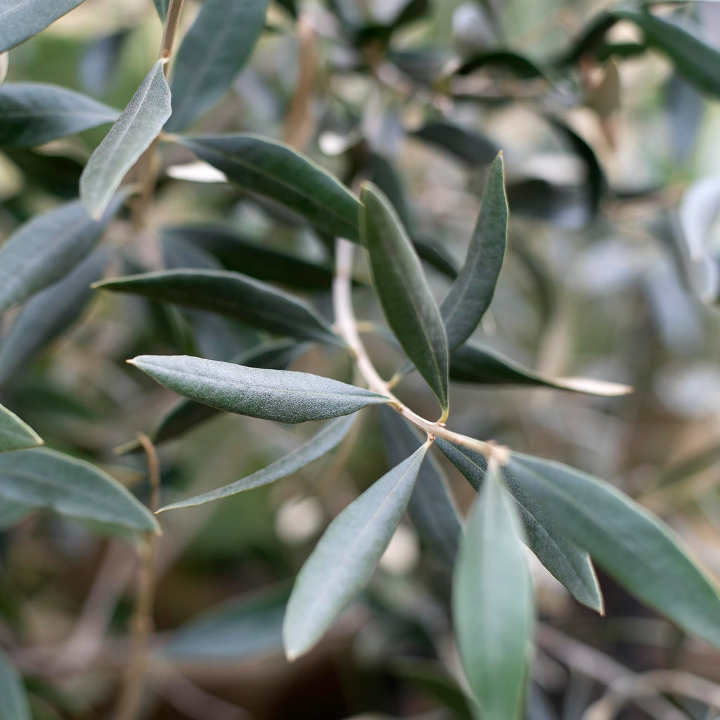 liquid olive leaf extract benefits