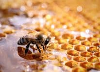liquid propolis for daily immune health